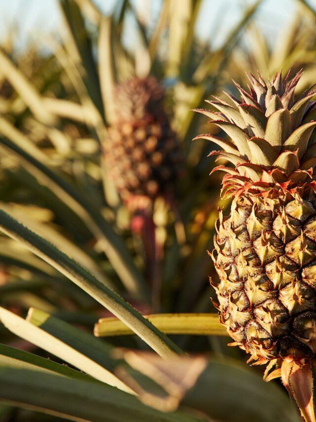 Be a Pineapple - 7 Free Printable Pineapple Quotes - Hassle Free Savings